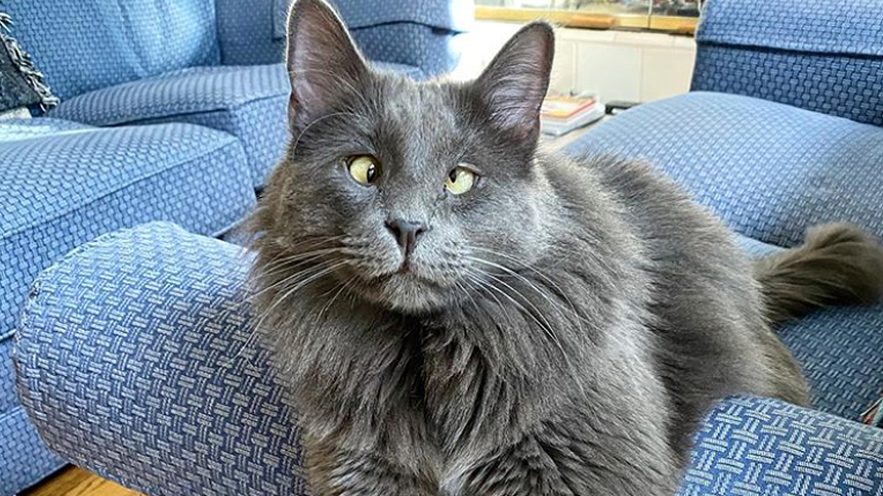 Feelgood Friday: de adoptie van een schele kat - De Wereld Draait Door ...