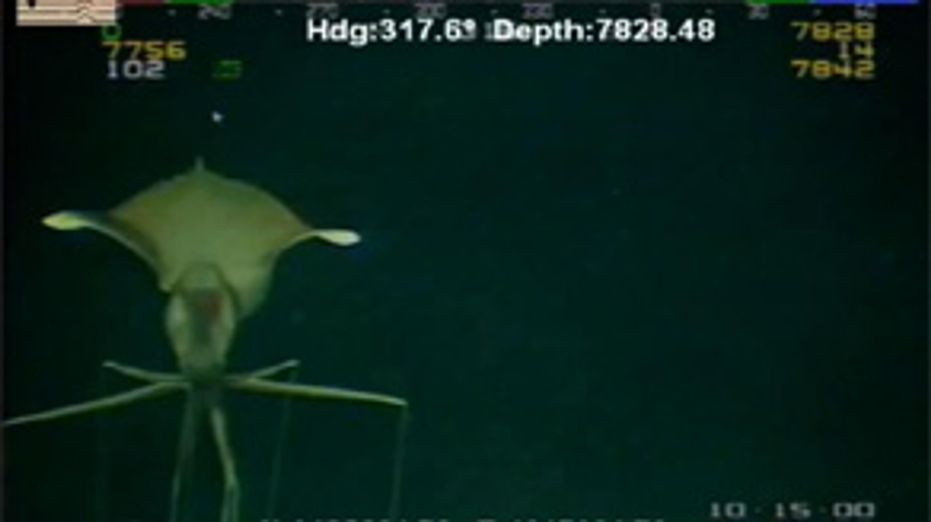 Reuzeninktvis - De Wereld Draait Door - BNNVARA