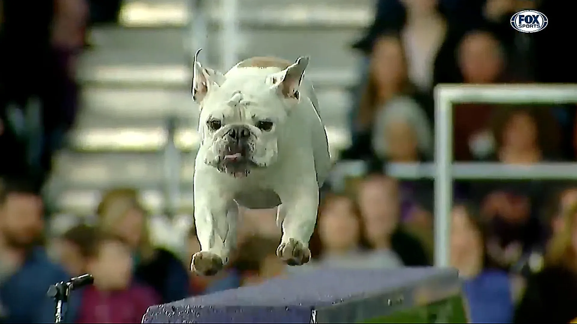 Web Draait Door: 'Rudy de bulldog' steelt de show - De Wereld Draait ...